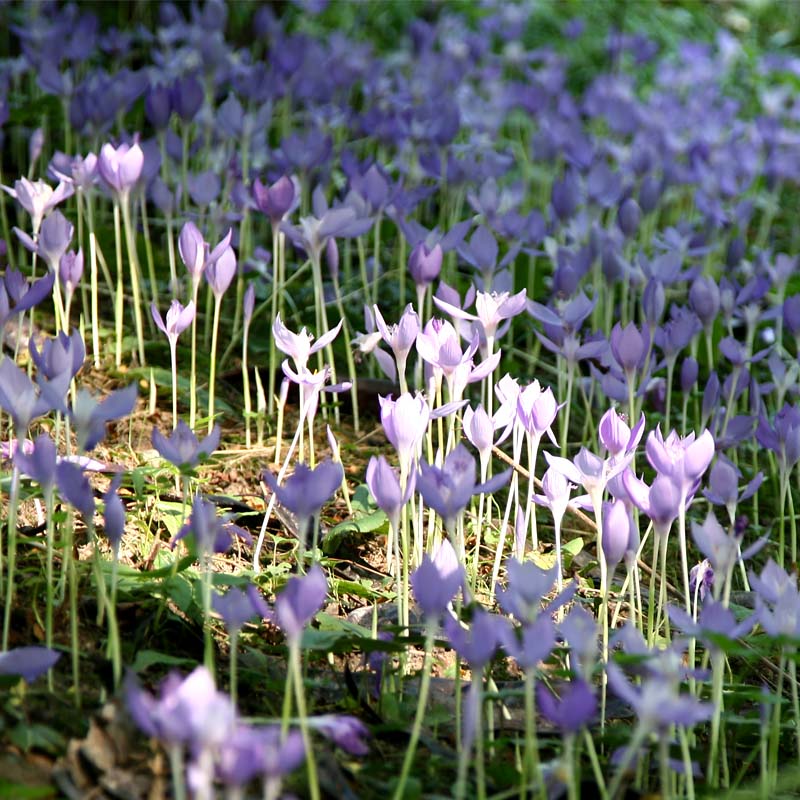 Romanian Flora – Crocus banaticus – Alina Lupu