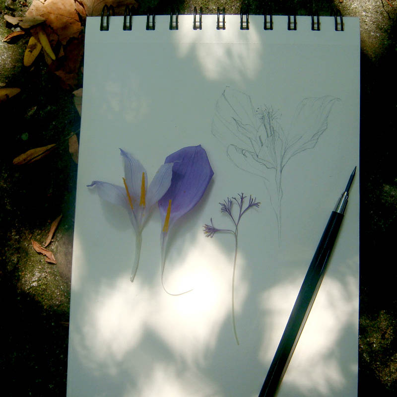 Romanian Flora – Crocus banaticus – Alina Lupu