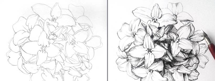 How to draw a cluster of flowers – step by step – Alina Lupu