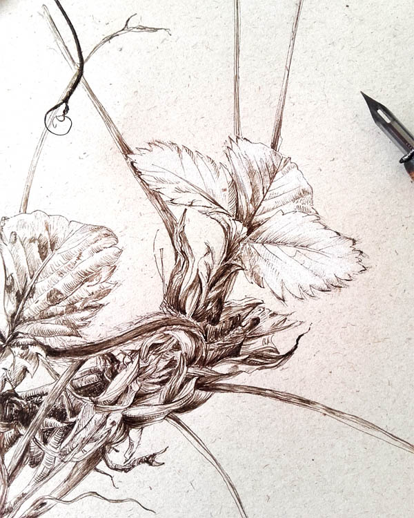 Fragaria – Alina Lupu