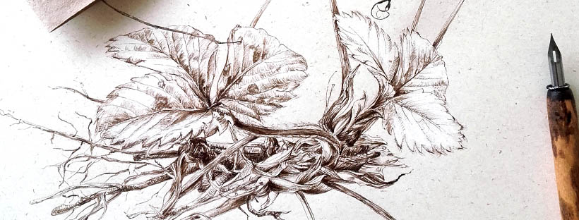 Fragaria – Alina Lupu