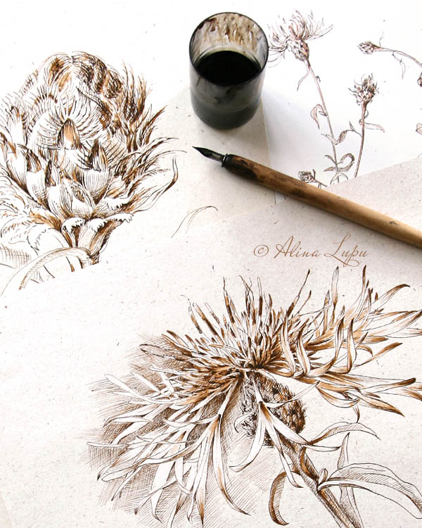 Botanical Art Drawings – Centaurea Series – Alina Lupu