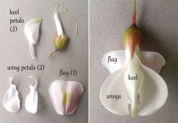 Daily Sketches – June 30 Flowers – 13. Robinia pseudoacacia – Alina Lupu