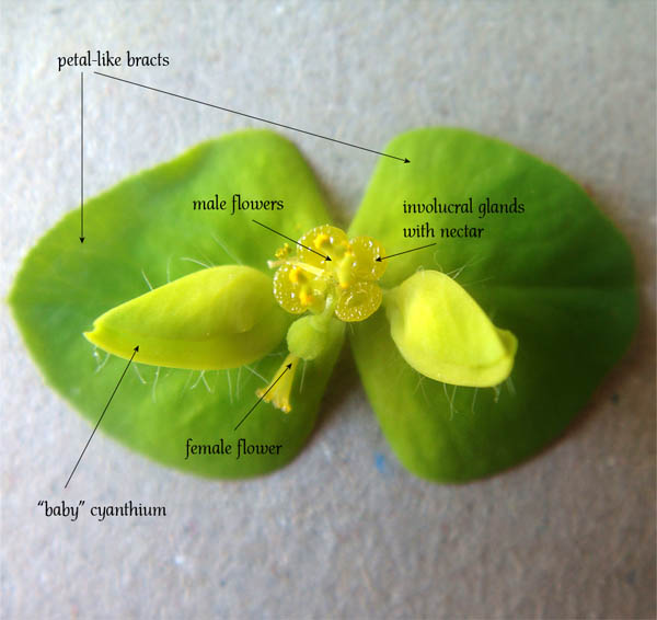 Daily Sketches – June 30 Flowers – 15. Euphorbia platyphyllos – Alina Lupu