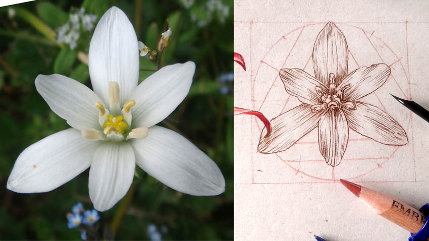 Daily Sketches – June 30 Flowers – 4. Ornithogalum umbellatum – Alina Lupu