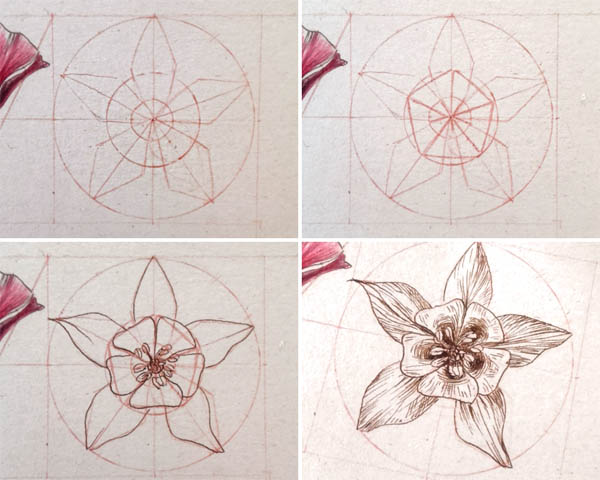 Daily Sketches – June 30 Flowers – 6. Aquilegia – Alina Lupu