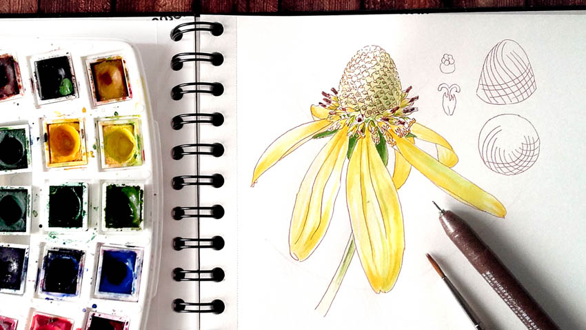 Botanical Journal – Sketching a coneflower – Alina Lupu