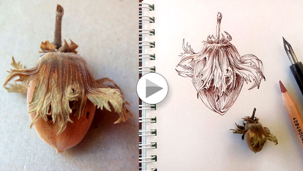 Drawing Tutorials – Hazelnuts – Alina Lupu